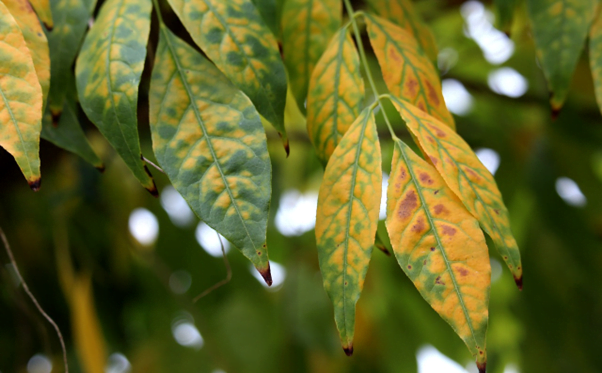 Magnesium Deficiency in Plants - Plant Magic
