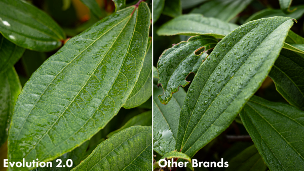 What Is Foliar Feeding? - Plant Magic
